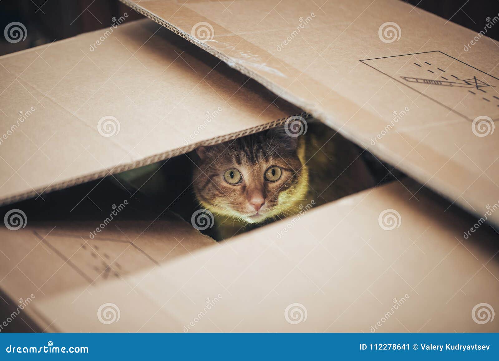 Cat in the Box stock image. Image of ginger, ears, parcel - 112278641
