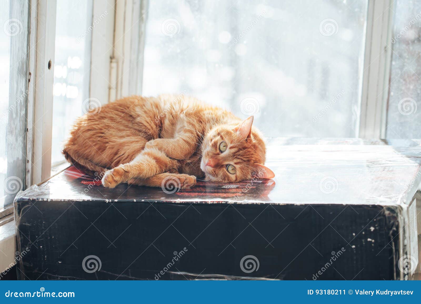 Ginger Red Cat stock image. Image of animal, domestic - 93180211