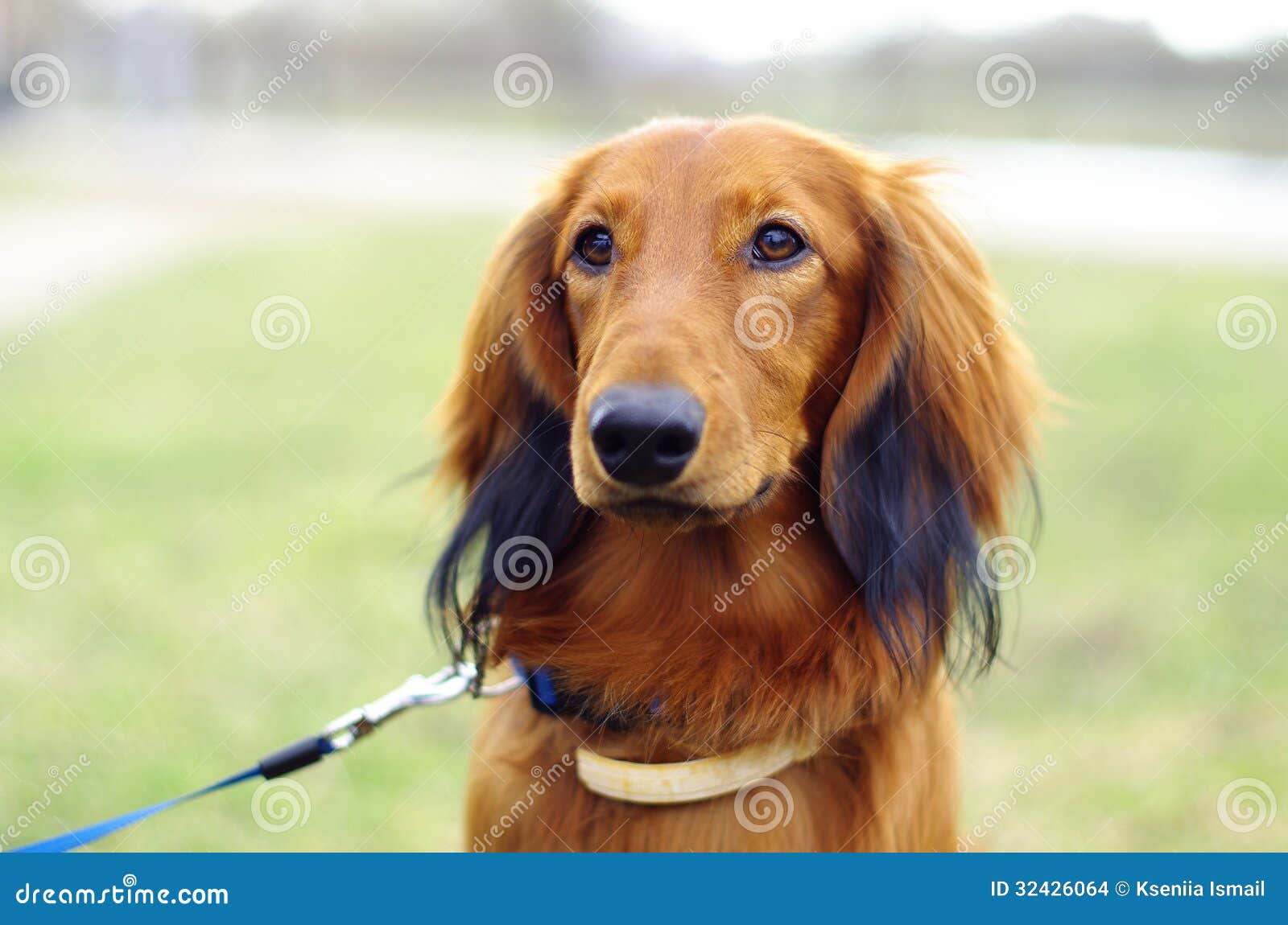 Ginger Red German Badger Dog Stock Photo - Image of purebred, promenade ...