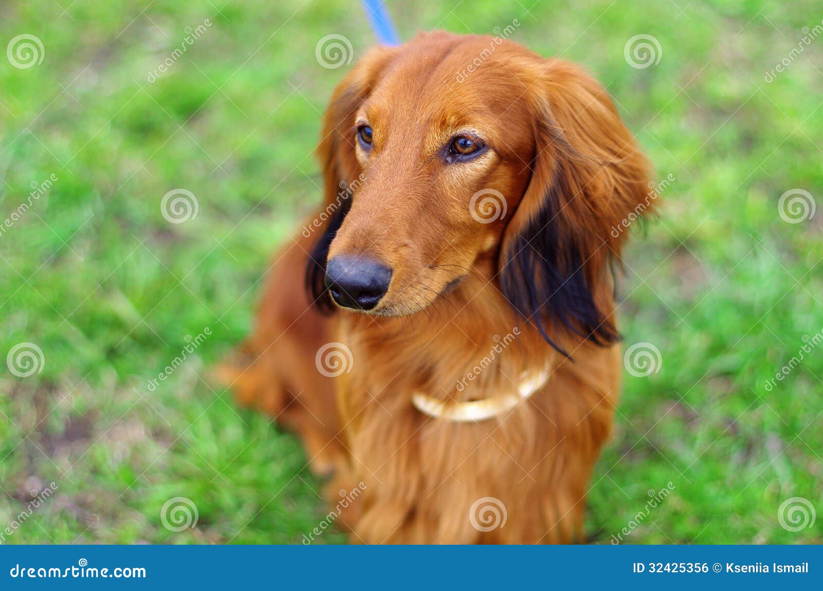 Ginger Red German Badger Dog Stock Photo - Image of nice, purebred ...