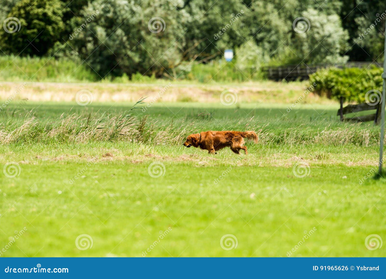 Ginger Retriever Dog Walking on Grass in Rural Area. Stock Photo ...
