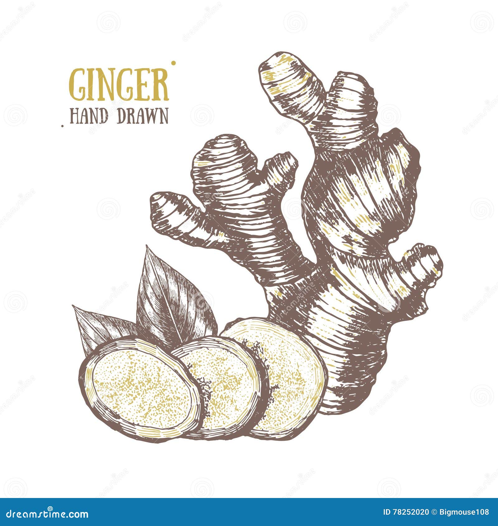 Ginger Root Drawing