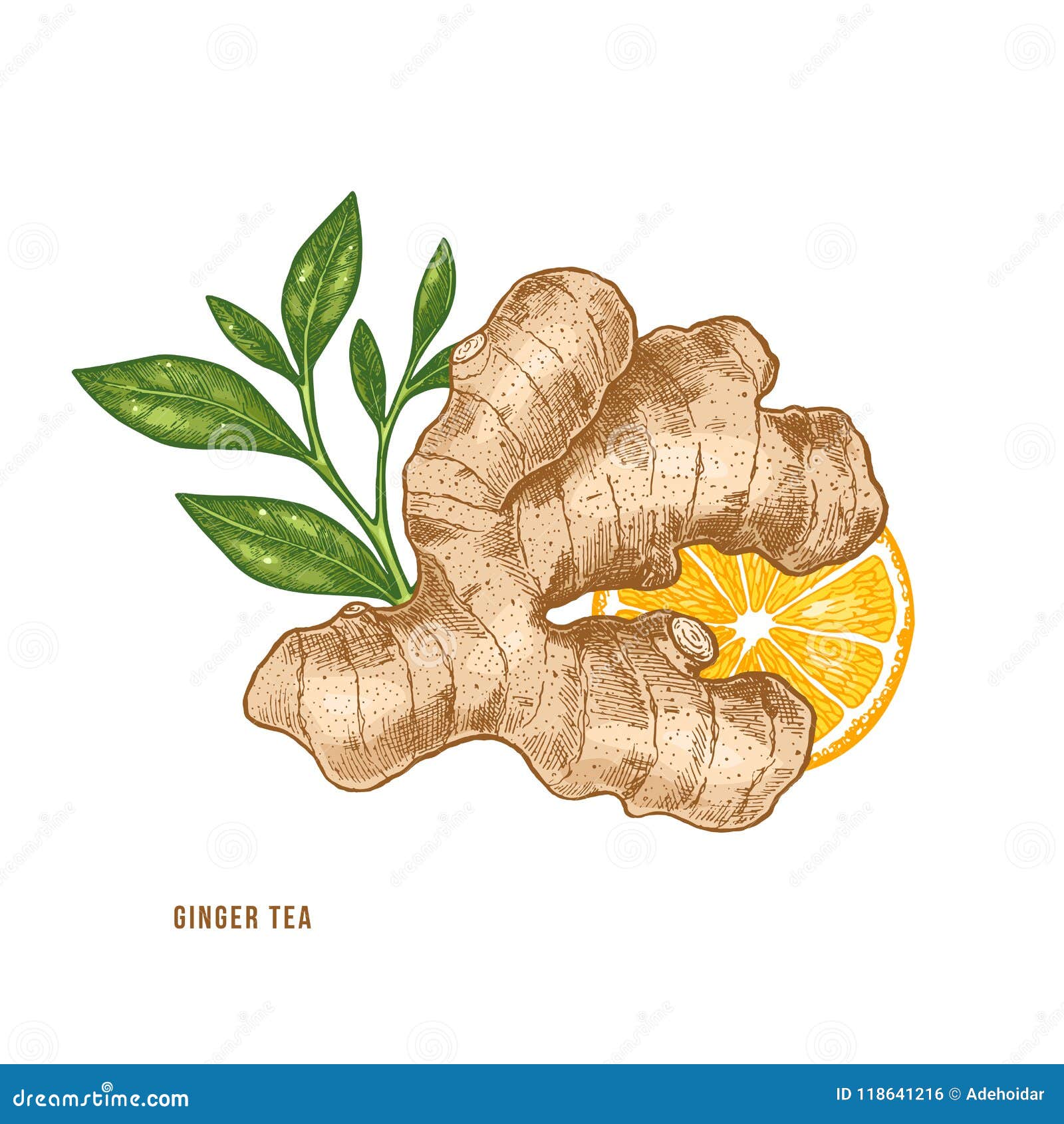 Ginger Root, Citrus and Tea Illustration. Vintage Style. Vector ... Ginger Root, Citrus and Tea Illustration. Vintage Style. Vector ...