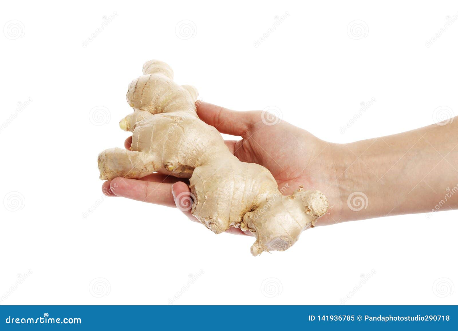 Ginger Root in Hand Isolated on White Background Stock Image - Image of ...