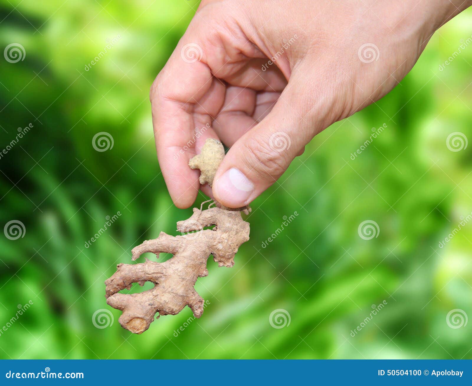 Ginger Root in the Hands of Man Stock Photo - Image of hands, bali ...