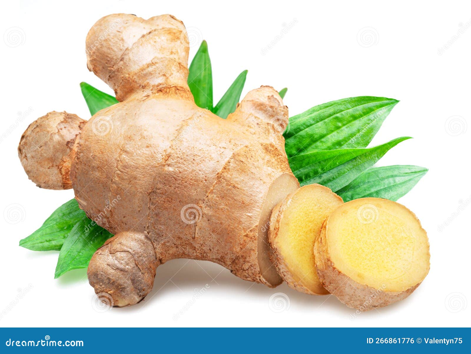 Ginger Root and Round Slices of Ginger Root Isolated on White ...