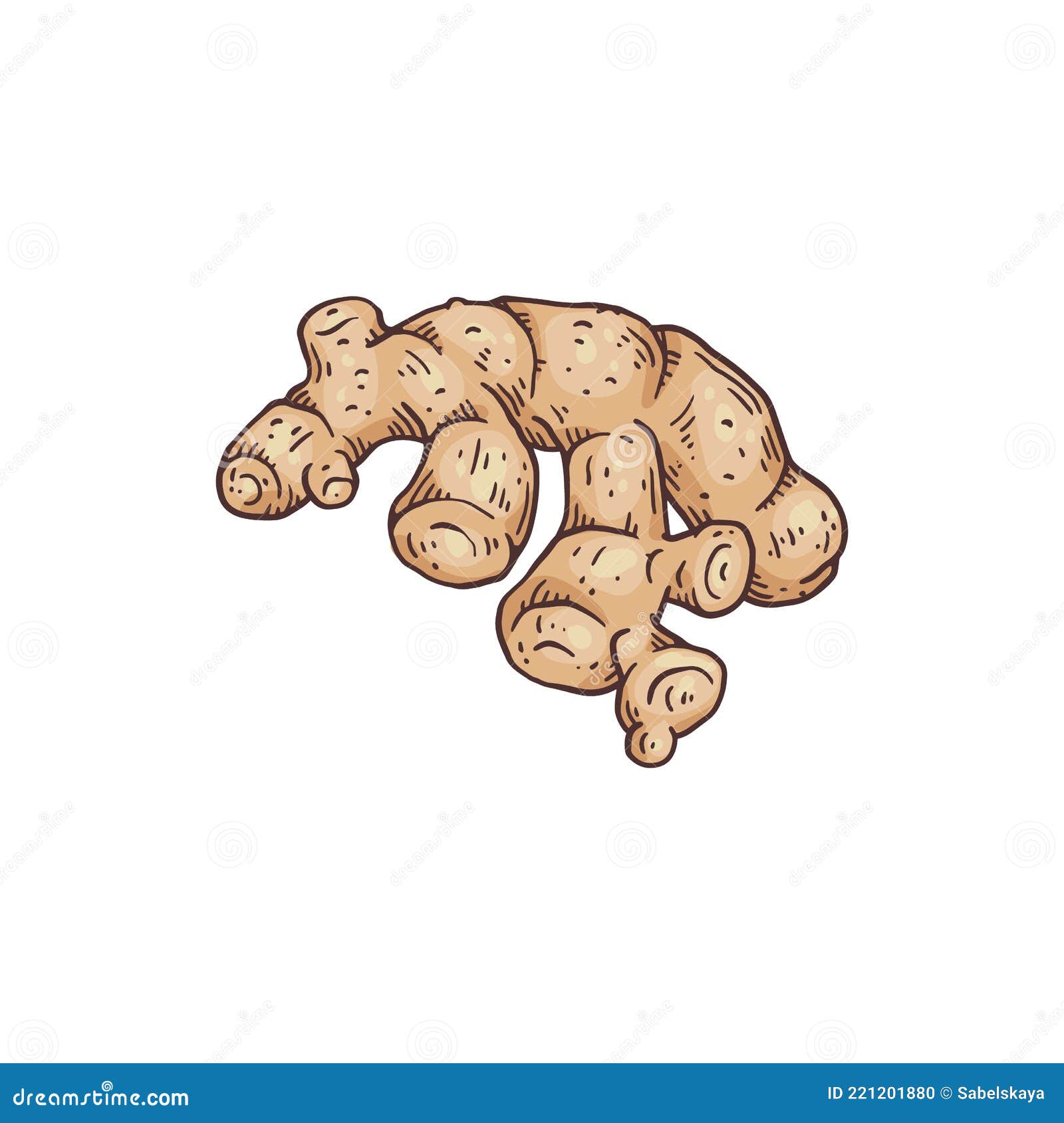 Ginger Root Sketch Hand Drawn Image, Vector Illustration Isolated on ... Ginger Root Sketch Hand Drawn Image, Vector Illustration Isolated on ...