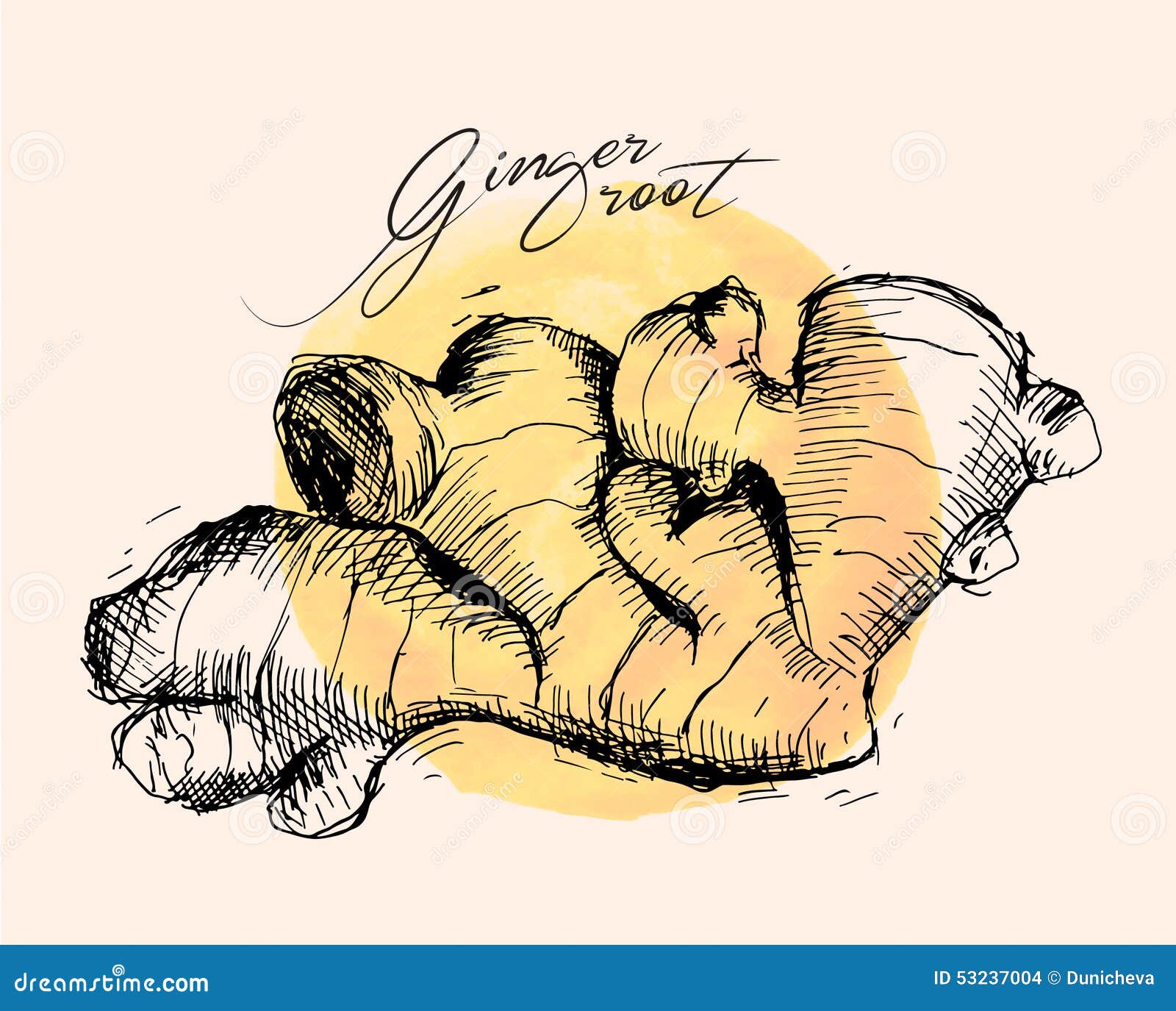 Ginger root stock vector. Illustration of drawing, pencil - 53237004