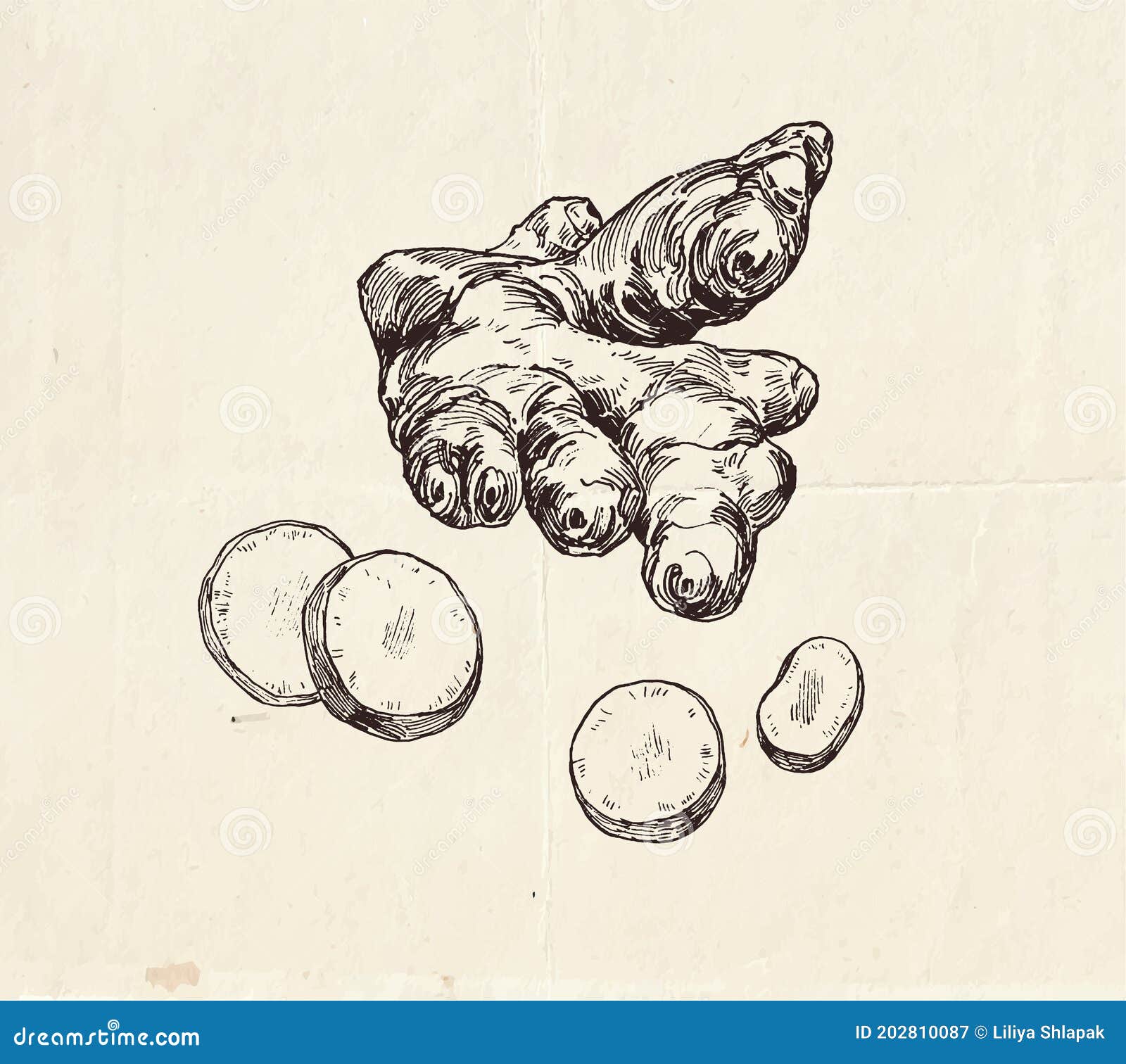 Ginger Root with Slices Ink Drawings Stock Vector - Illustration of ...