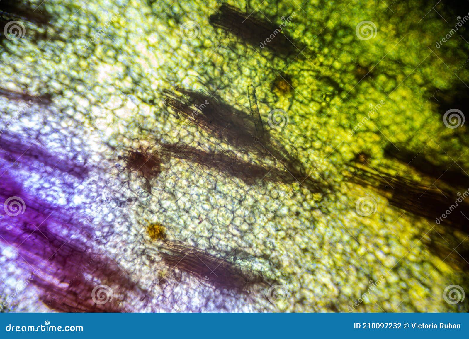 A ginger root close up stock photo. Image of zingiber - 210097232