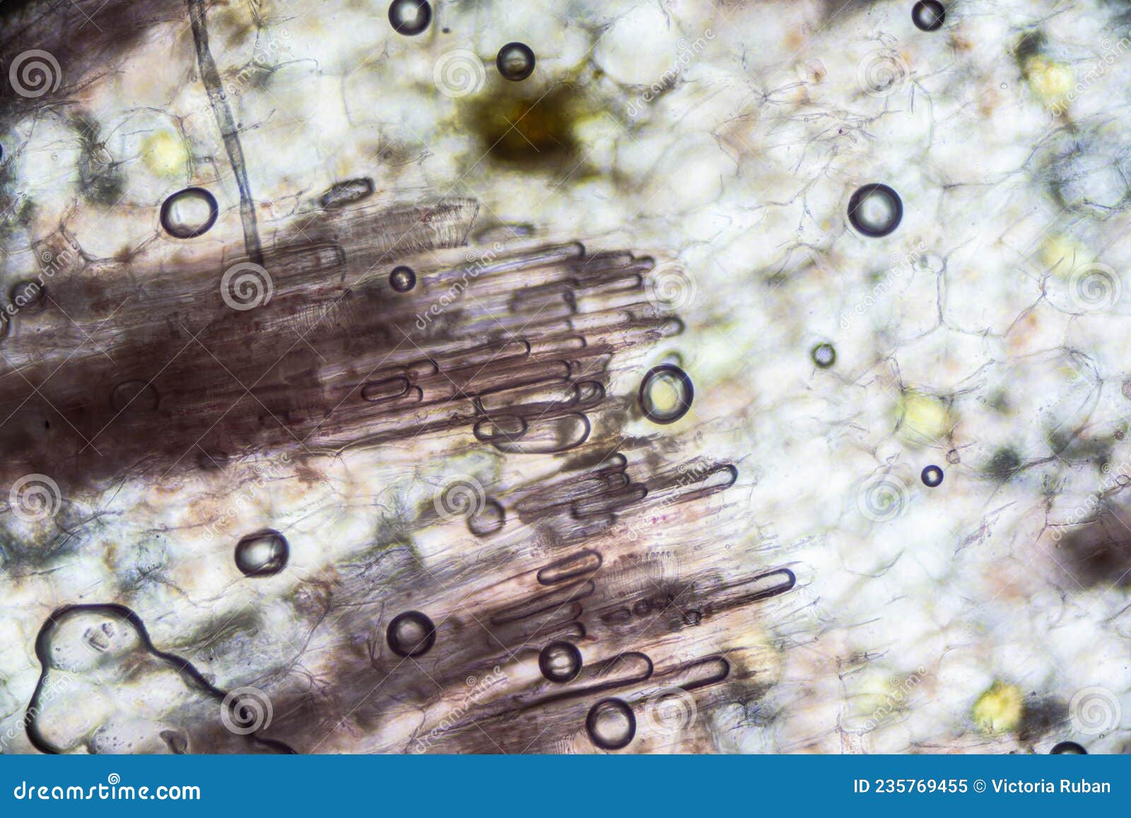 Ginger Root Under the Light Microscope Stock Image - Image of ...