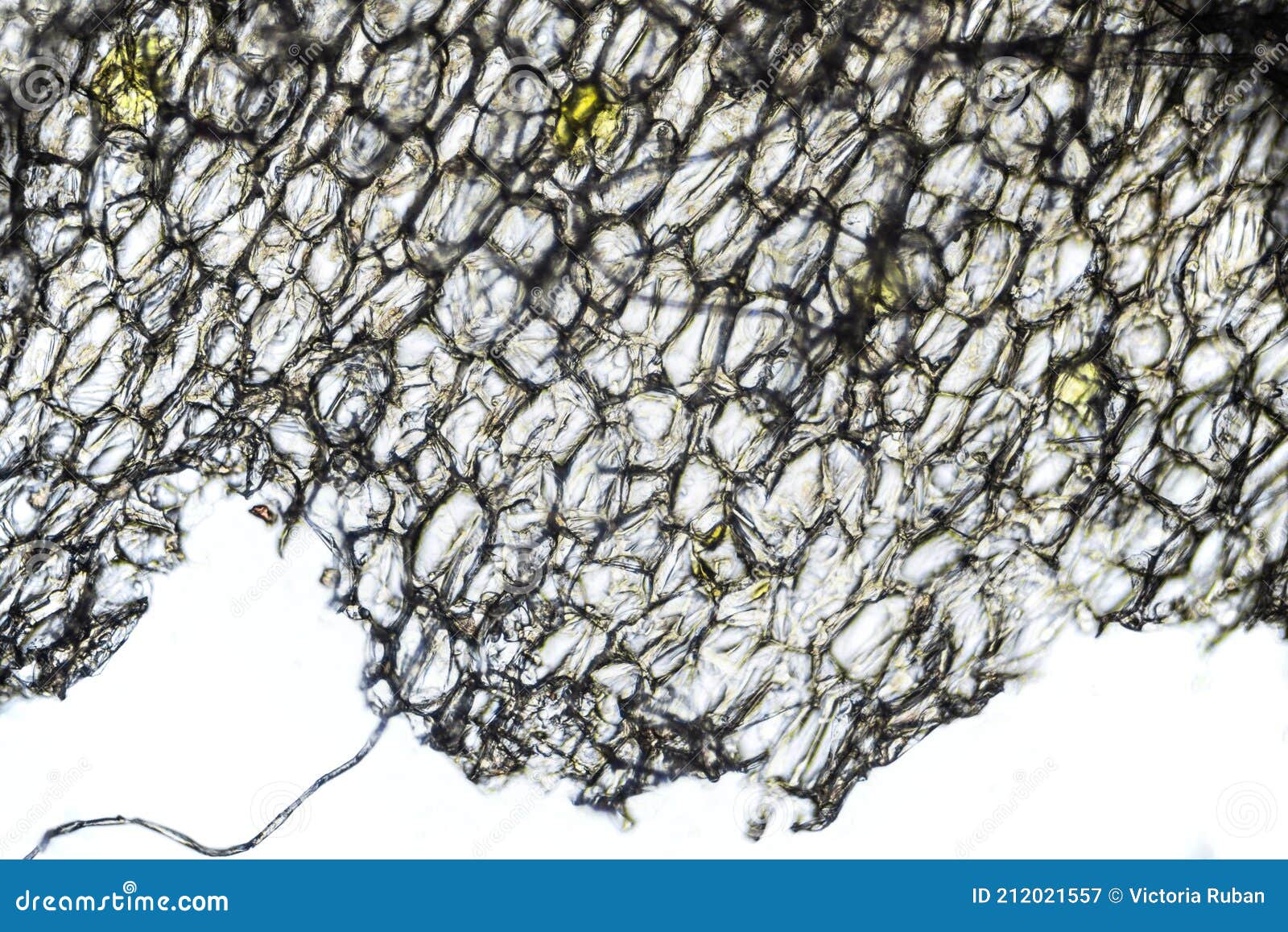 A Ginger Root Under the Light Microscope Stock Image - Image of slice ...