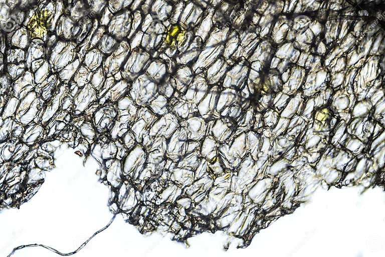 A Ginger Root Under the Light Microscope Stock Image - Image of slice ...