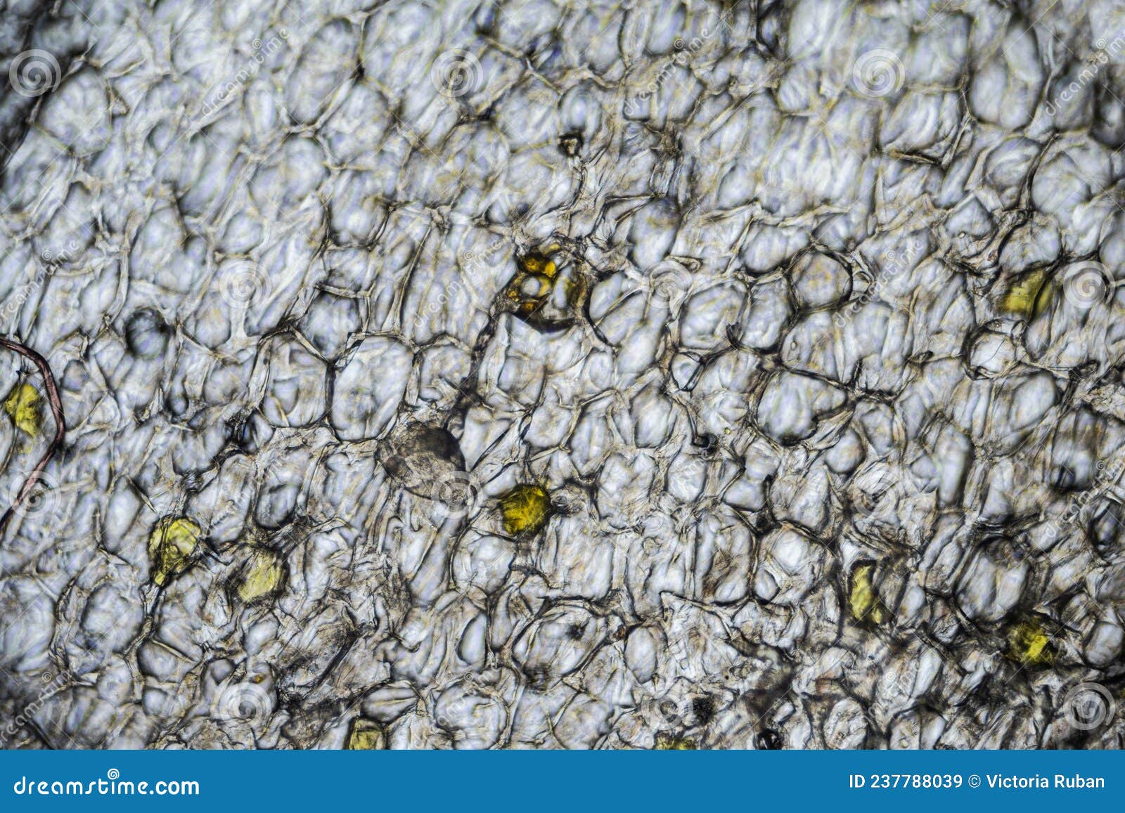 A Ginger Root Under the Light Microscope Stock Image - Image of food ...