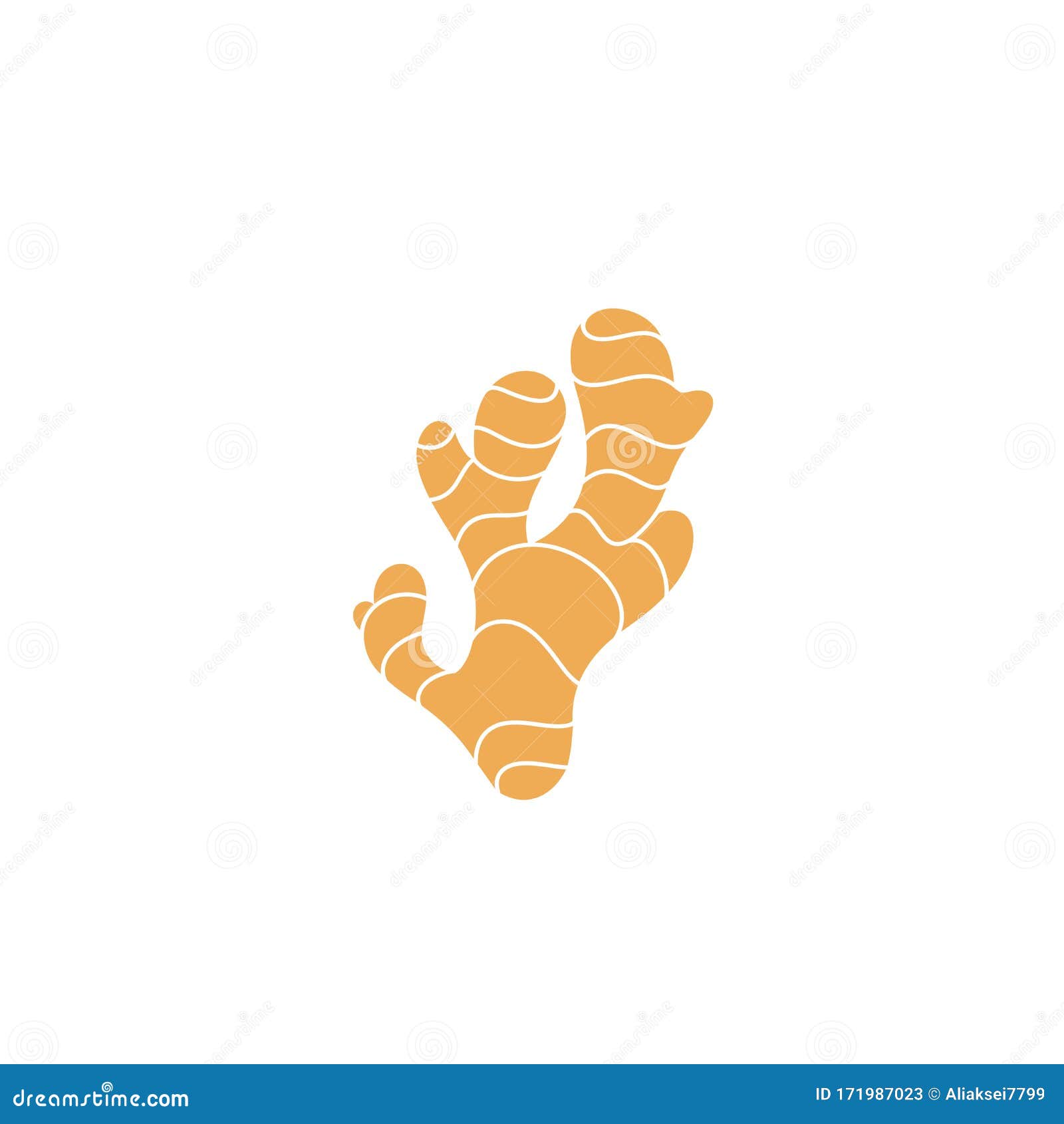Ginger root stock vector. Illustration of zinziber, organic - 171987023