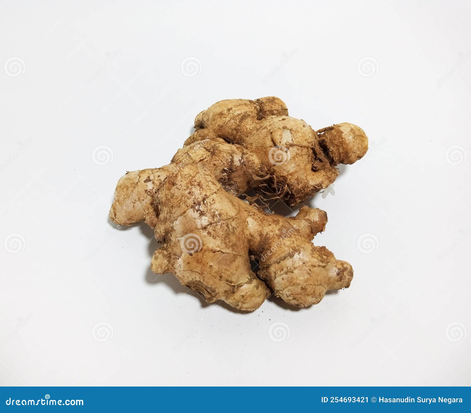 Giant Ginger Maine Coone Cat Stock Photography | CartoonDealer.com ...