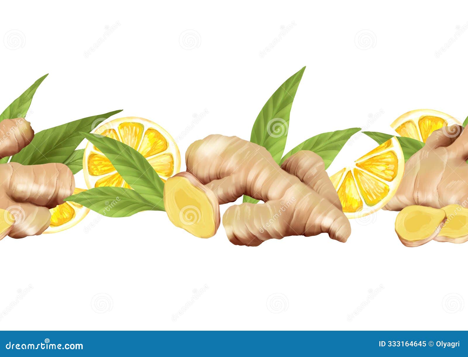 Ginger Roots and Leaves Seamless Border. Hand Drawn Element for Design ...