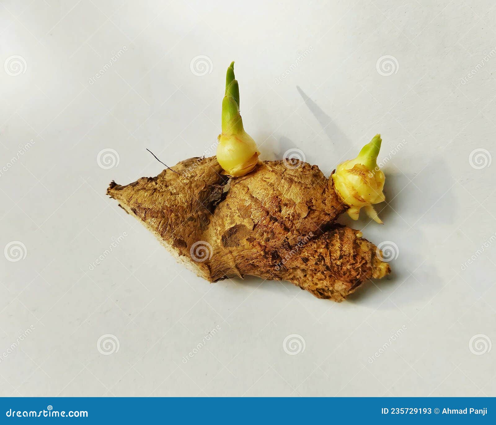 Ginger& X27;s Growing Buds, Very Good To Plant. Stock Image - Image of ...