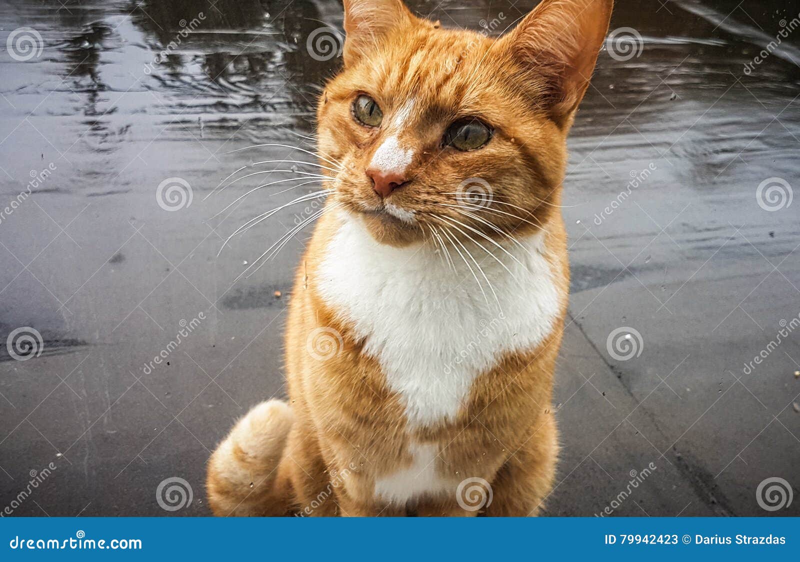 Ginger sad cat stock image. Image of kitty, beautiful - 79942423