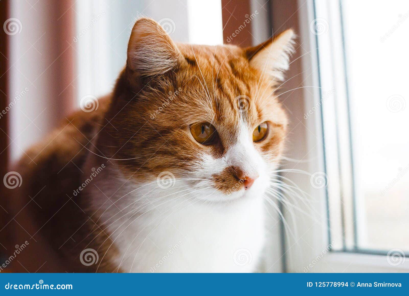 Ginger Sad Home Cat Looking at the Window Stock Photo - Image of mammal ...
