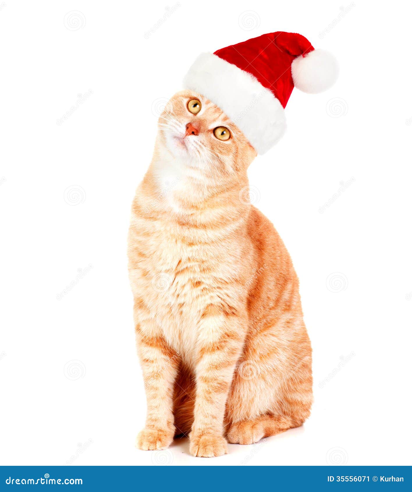 Ginger santa cat. stock image. Image of santa, curious - 35556071