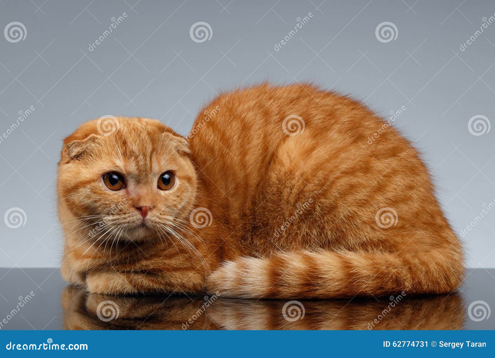 Orange Scottish Fold Cats