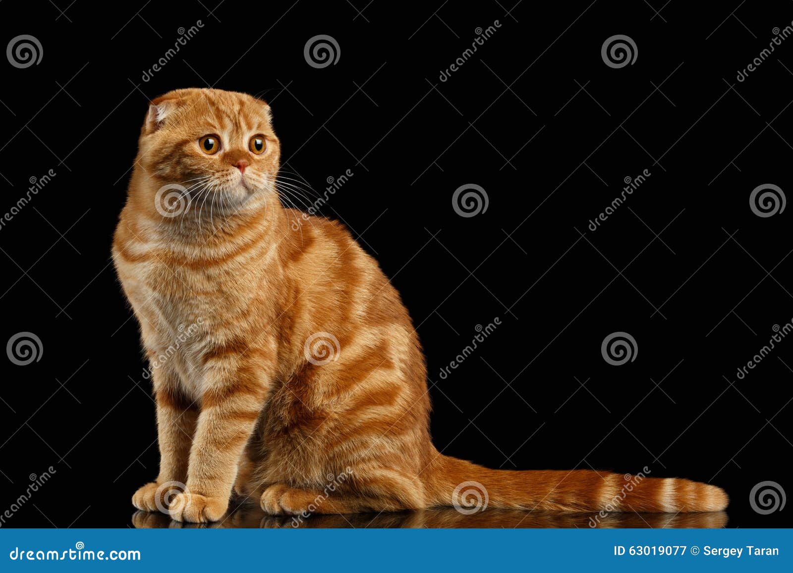 Ginger Scottish Fold Cat Sits And Looking Up Isolated On Black Royalty ...