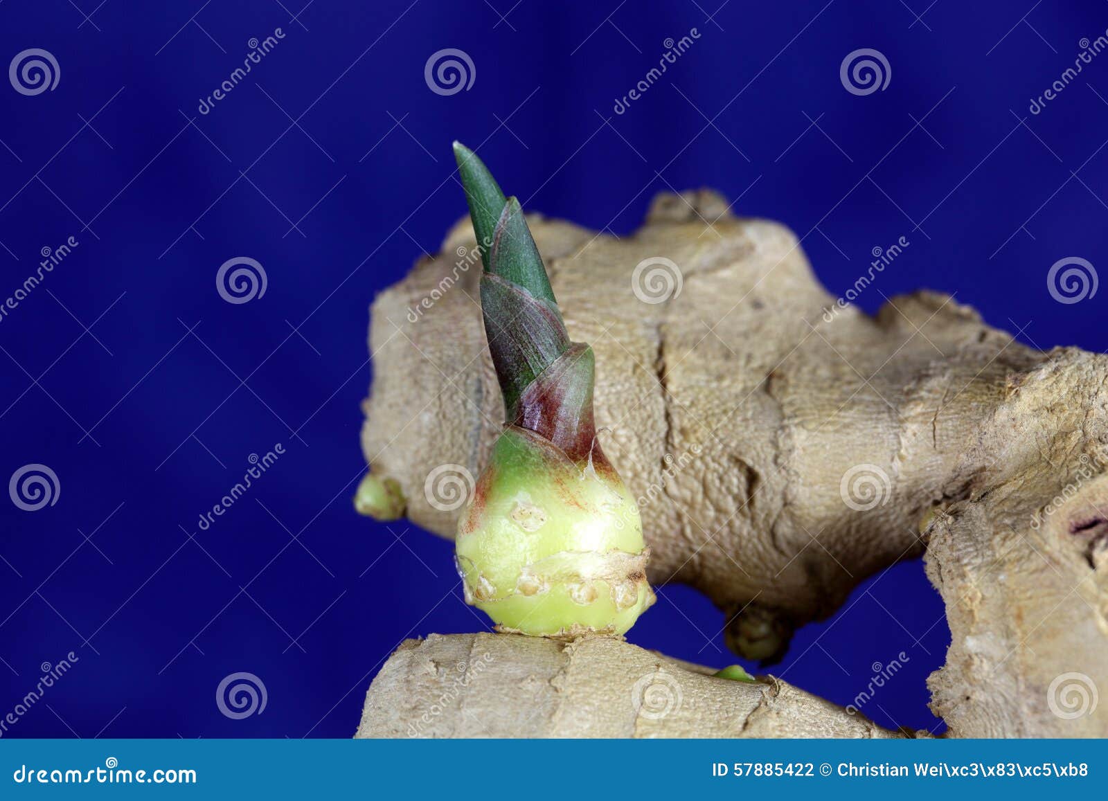 Ginger Seedling stock photo. Image of ground, ginger - 57885422