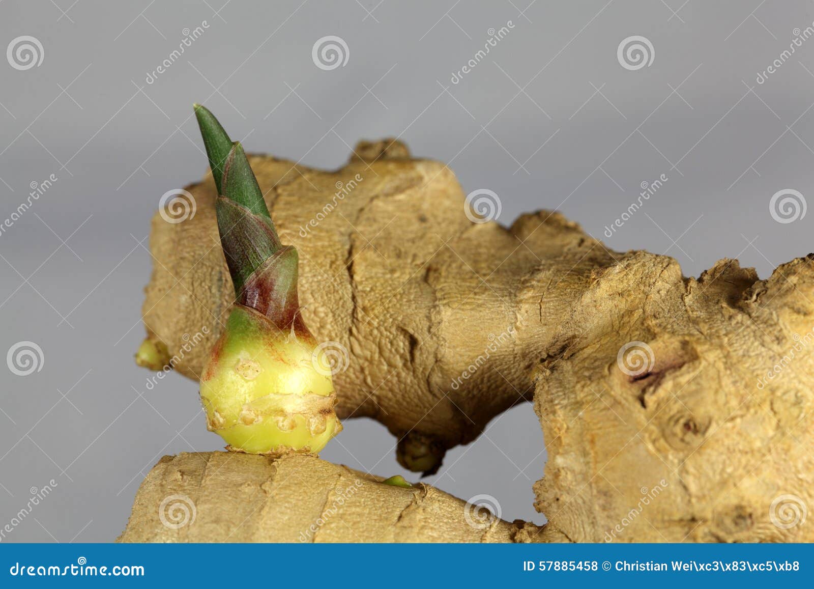 Ginger Seedling stock photo. Image of nutrient, color - 57885458