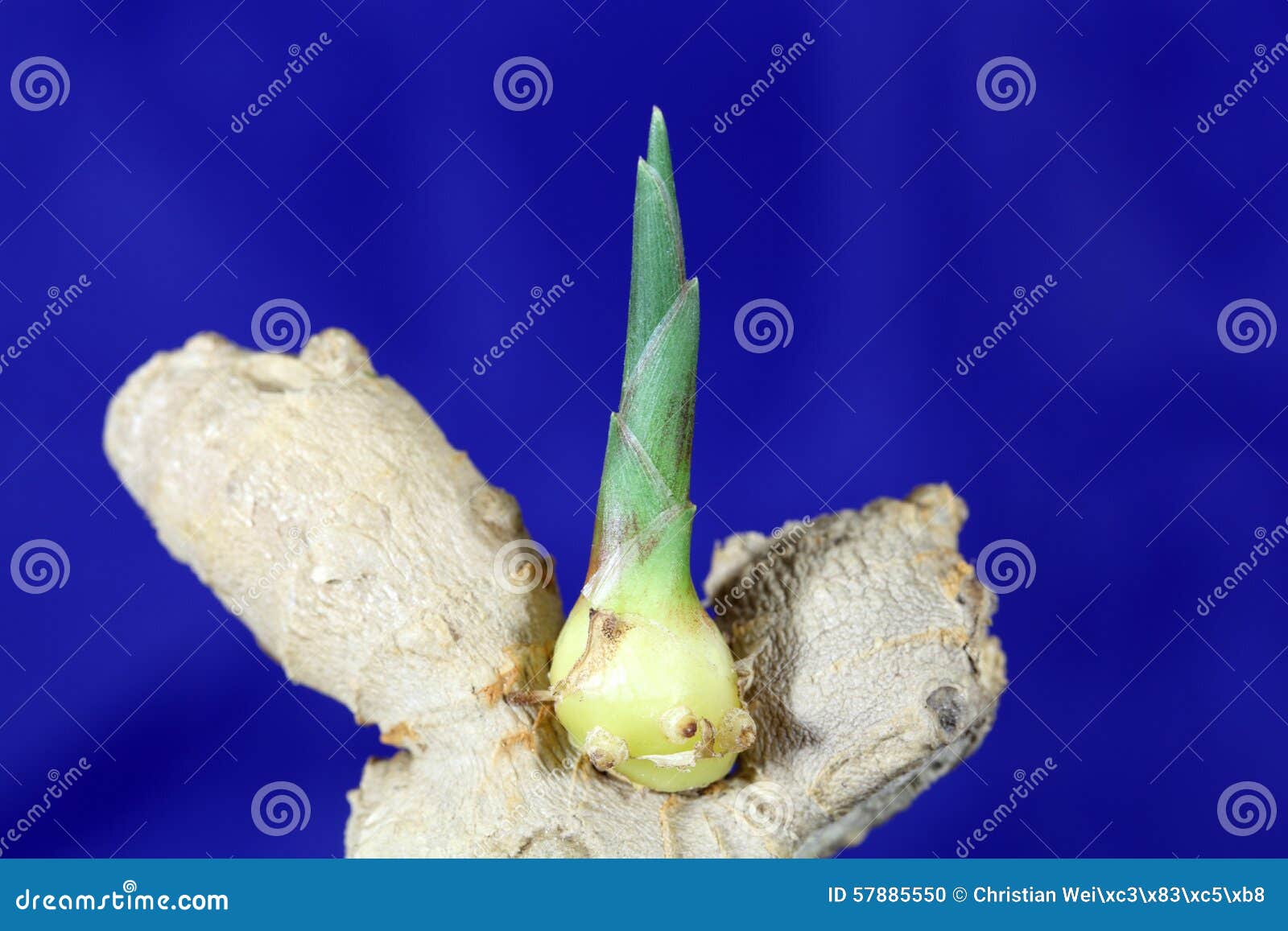 Ginger Seedling stock photo. Image of nutrient, background - 57885550