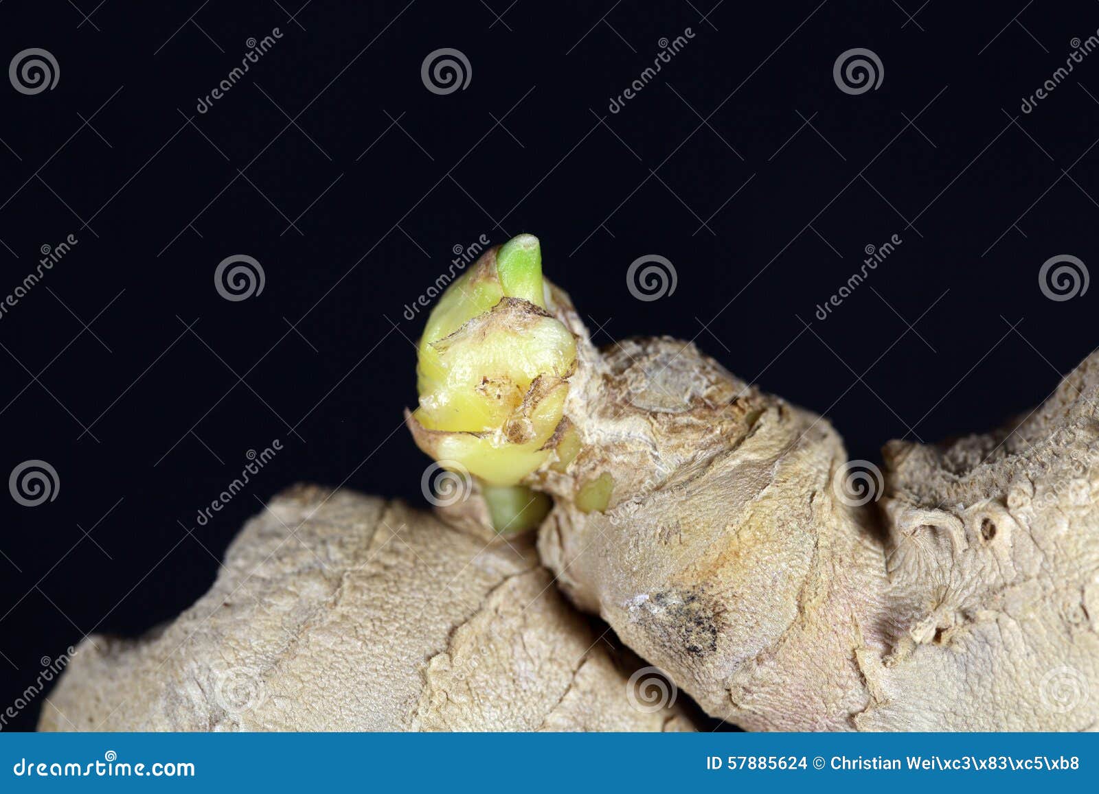 Ginger Seedling stock photo. Image of fresh, cooking - 57885624