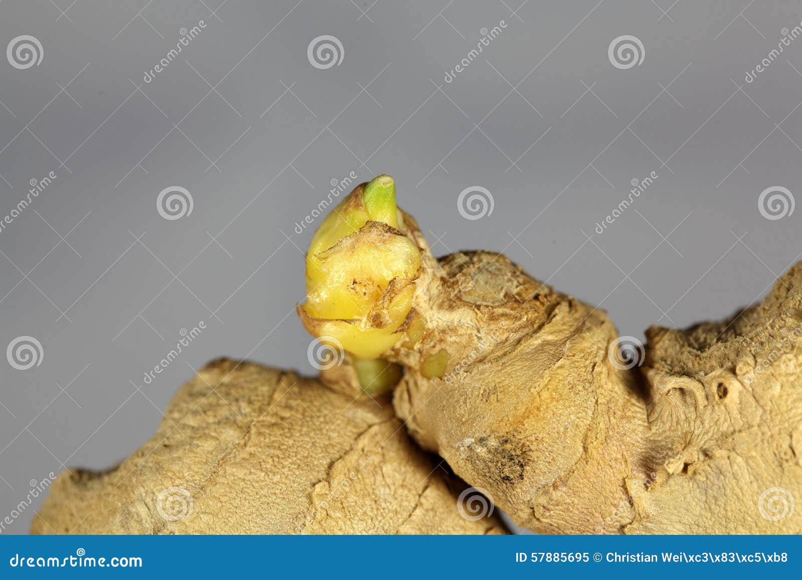 Ginger Seedling stock image. Image of nutrient, germinating - 57885695