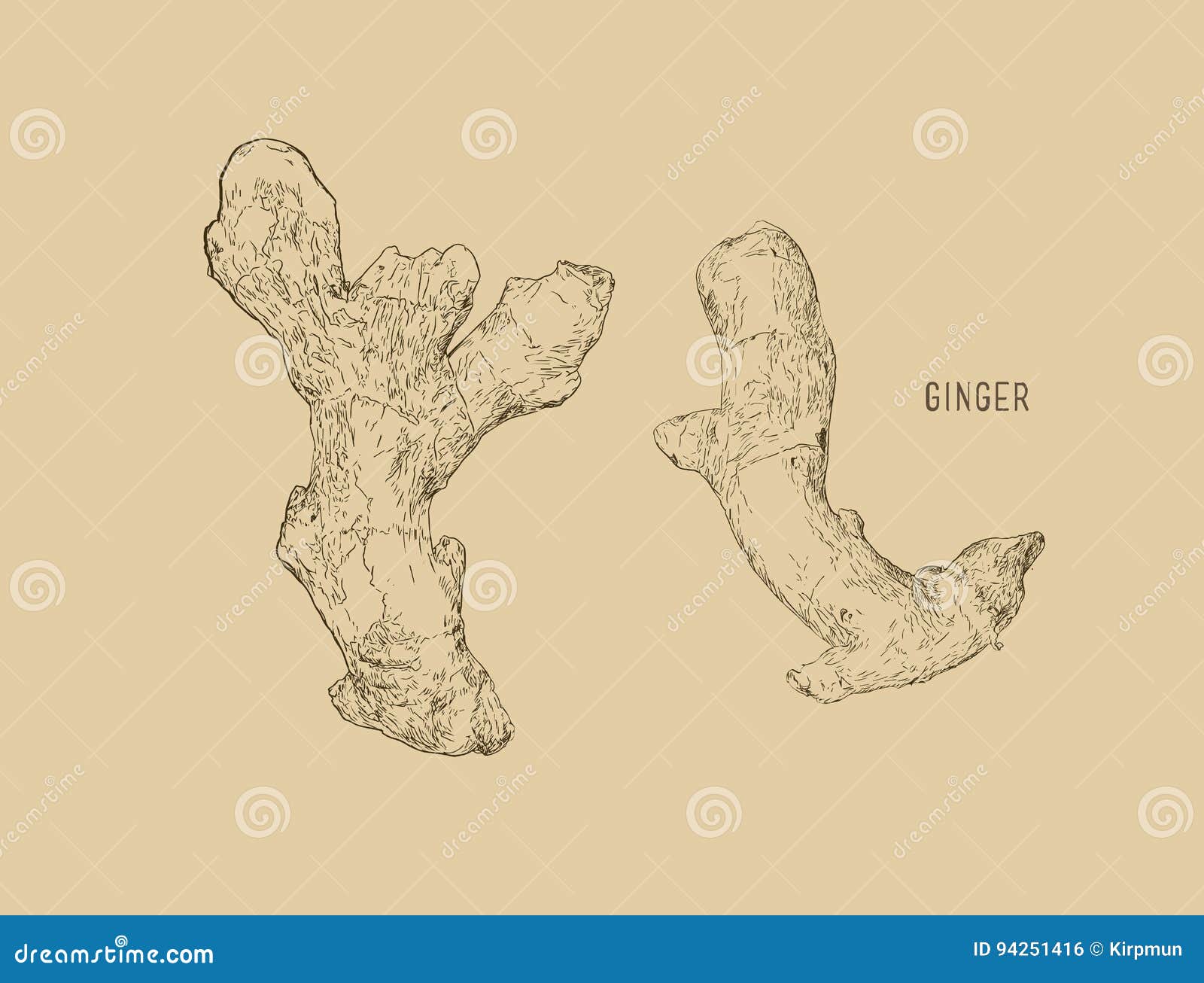 Ginger set sketch vector. stock vector. Illustration of curry - 94251416
