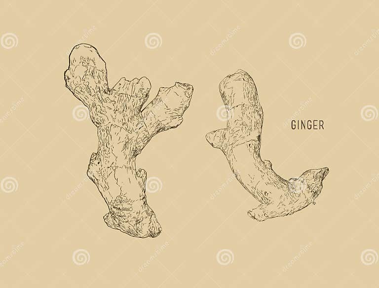 Ginger set sketch vector. stock vector. Illustration of curry - 94251416