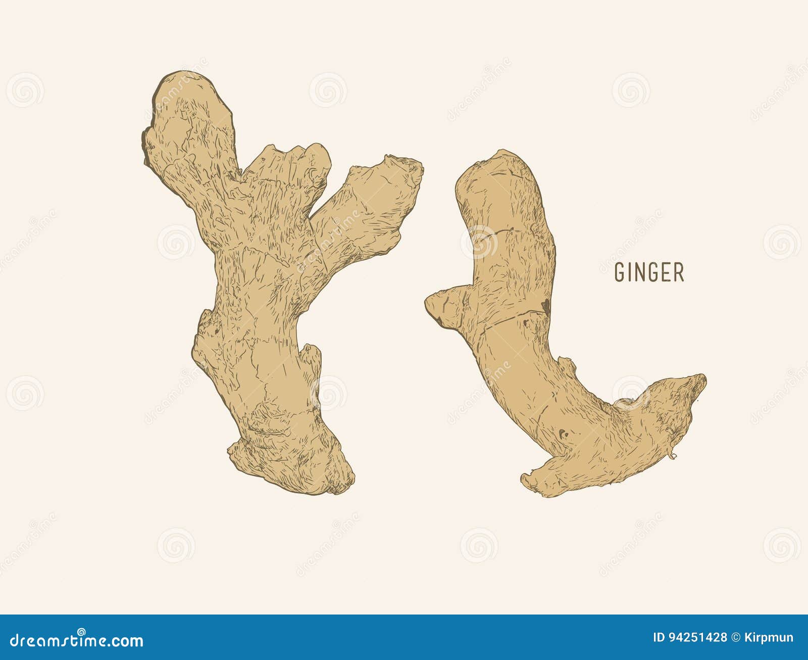 Ginger set sketch vector. stock vector. Illustration of chop - 94251428