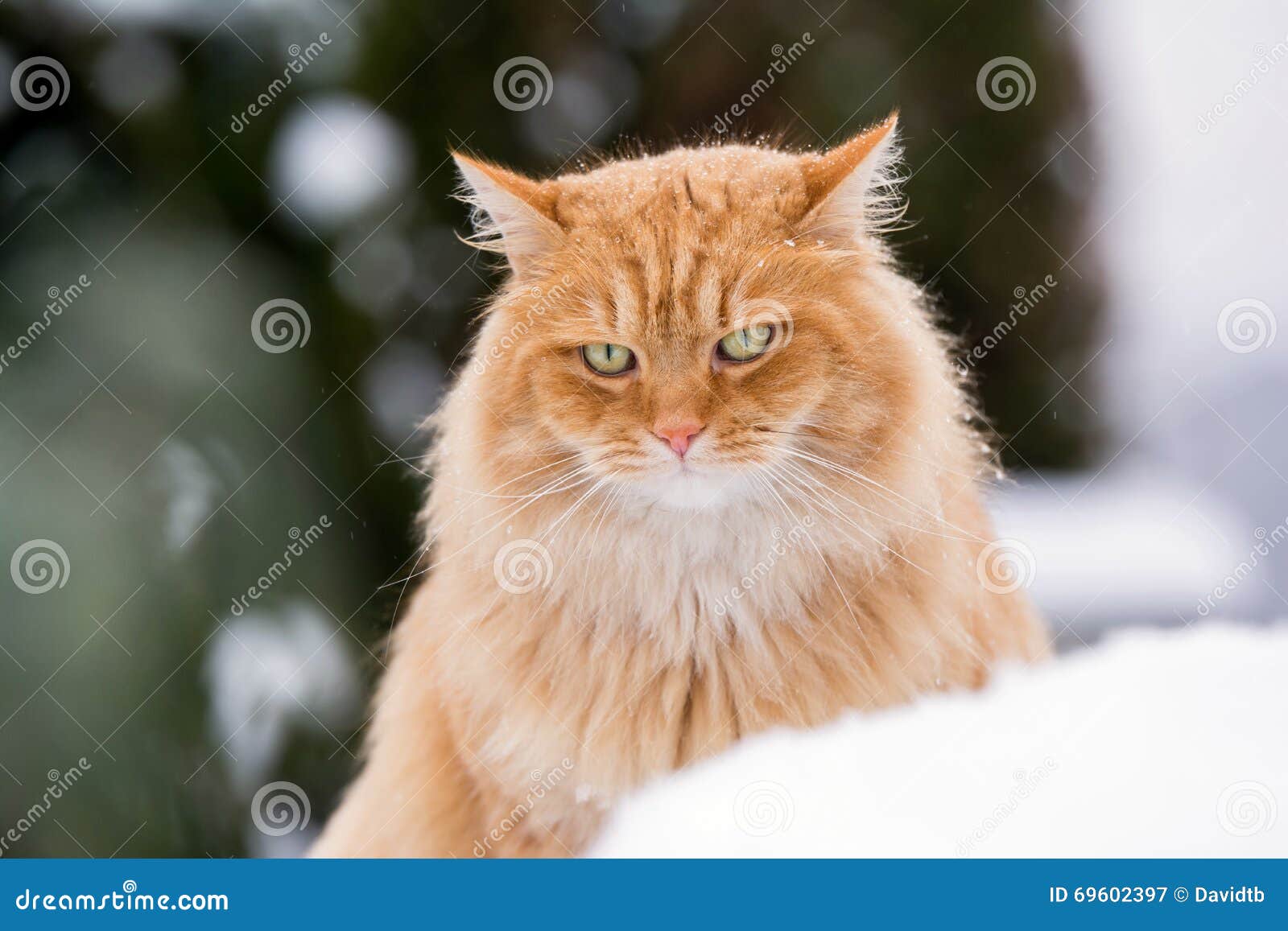 Ginger Siberian snowy cat stock image. Image of happy - 69602397