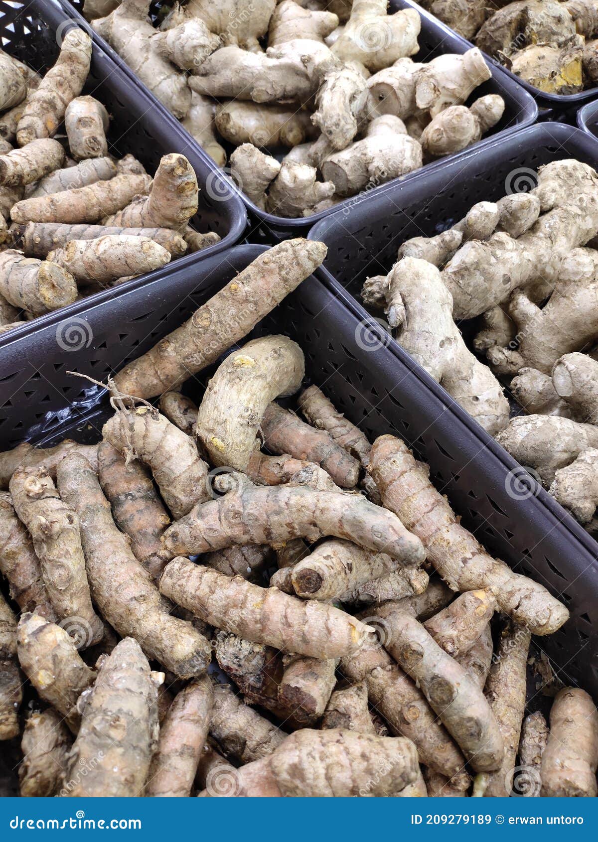 Ginger spice container stock image. Image of fish, produce - 209279189