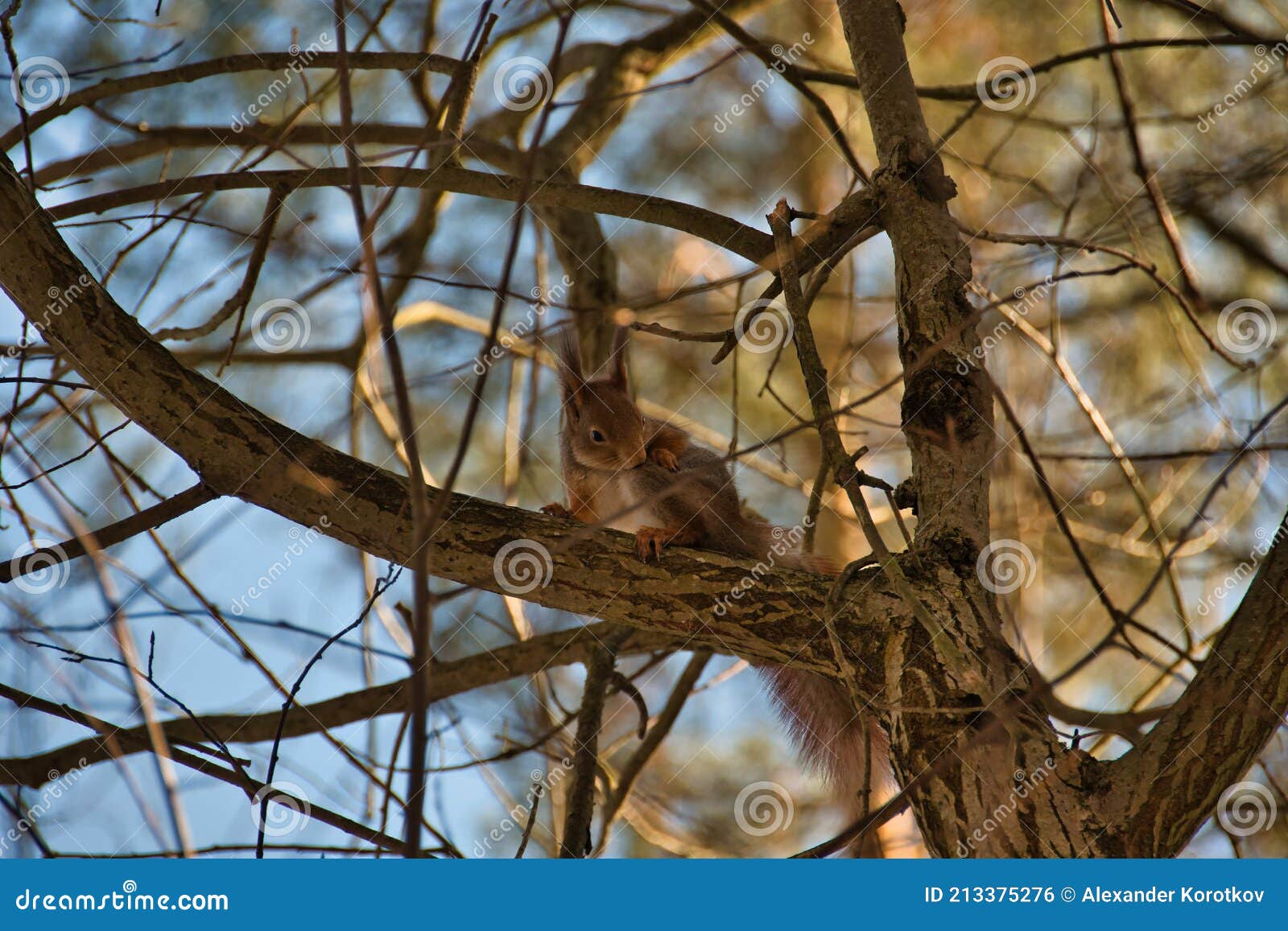 The Ginger Squirrel Sits On Its Hind Legs In The Feeder, Pressing The ...