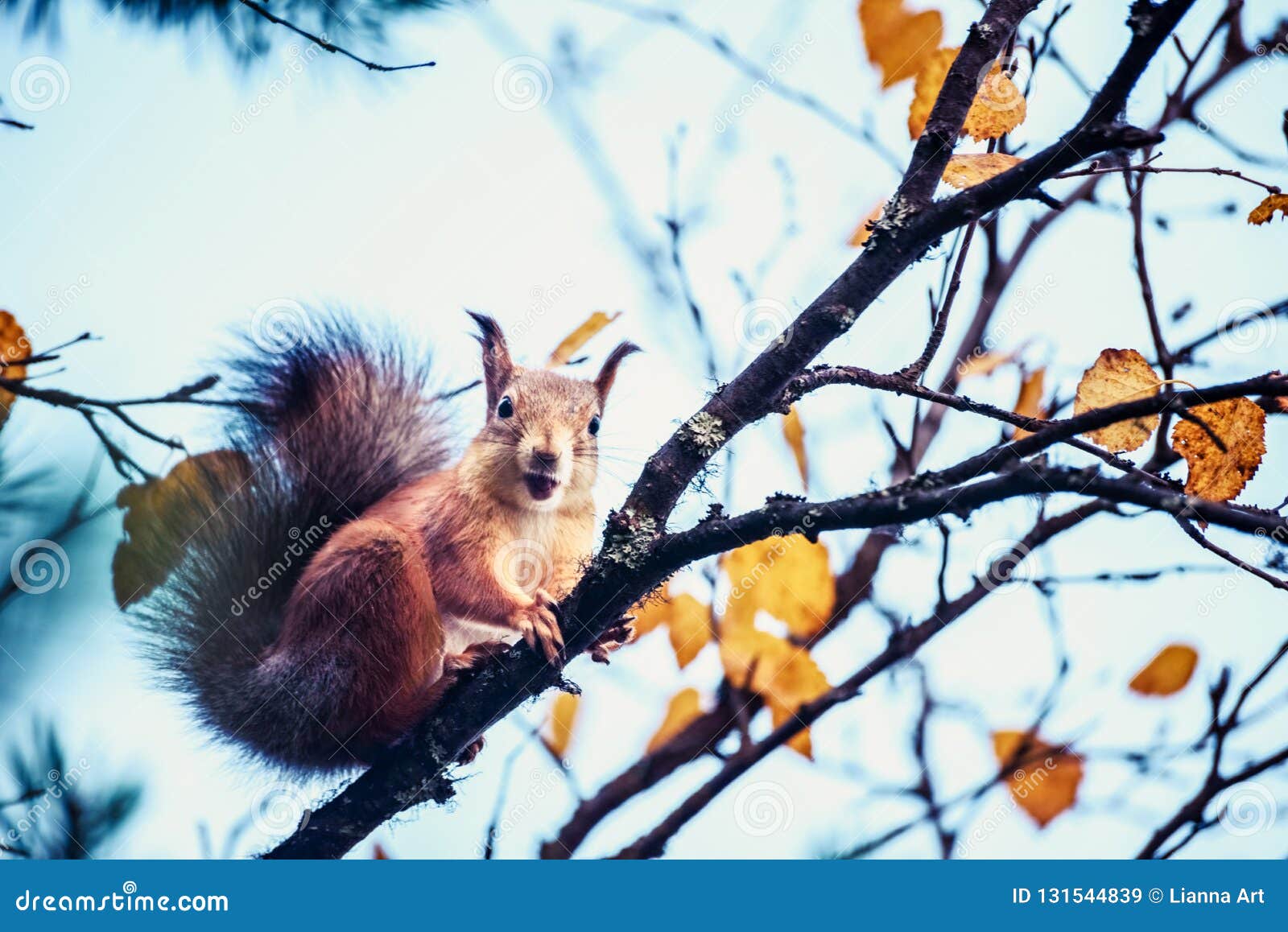 Ginger Squirrel on Birch Branches in Autumn Stock Image - Image of hair ...