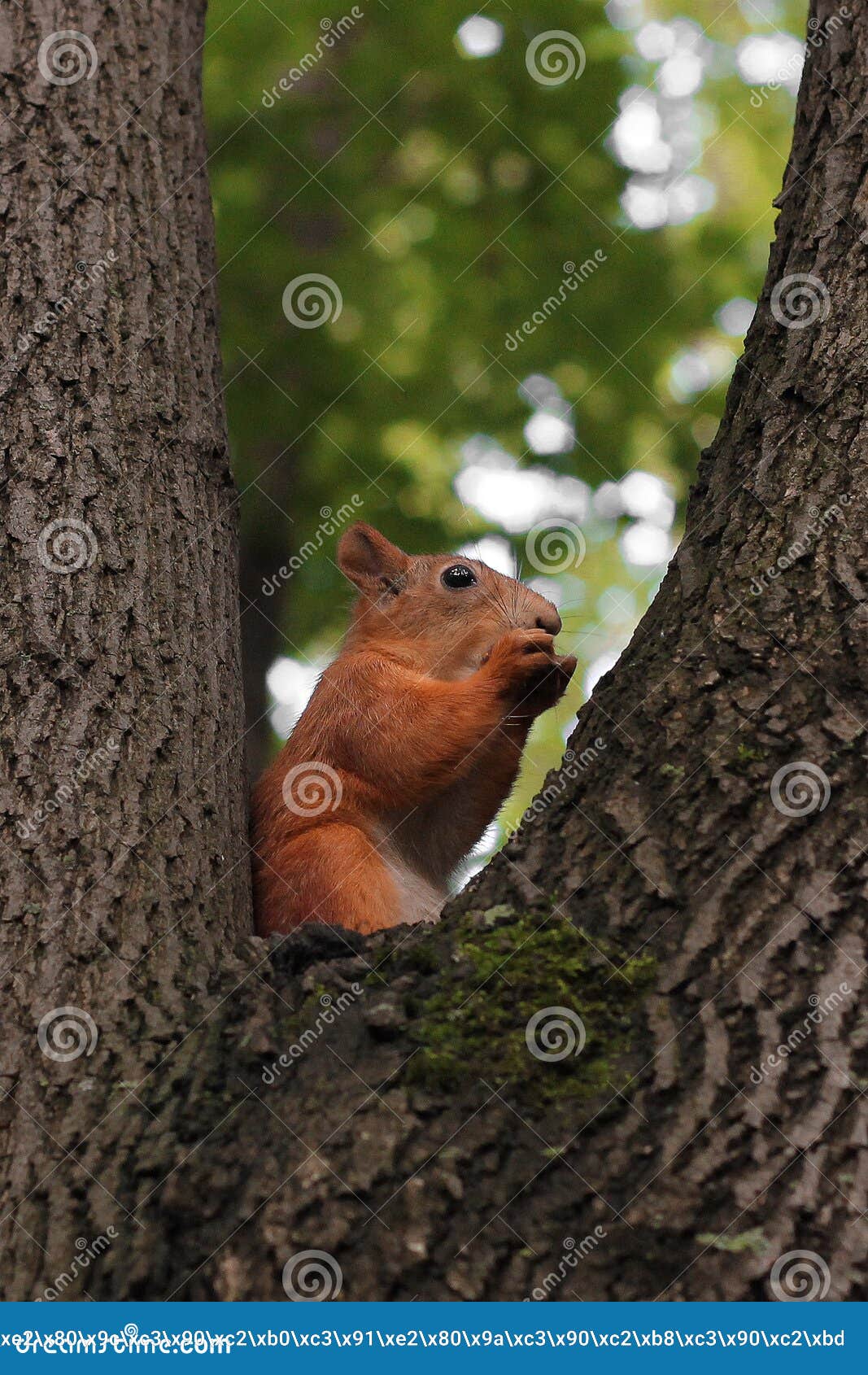 Ginger Squirrel on the Tree Stock Photo - Image of tail, ginger: 240003612