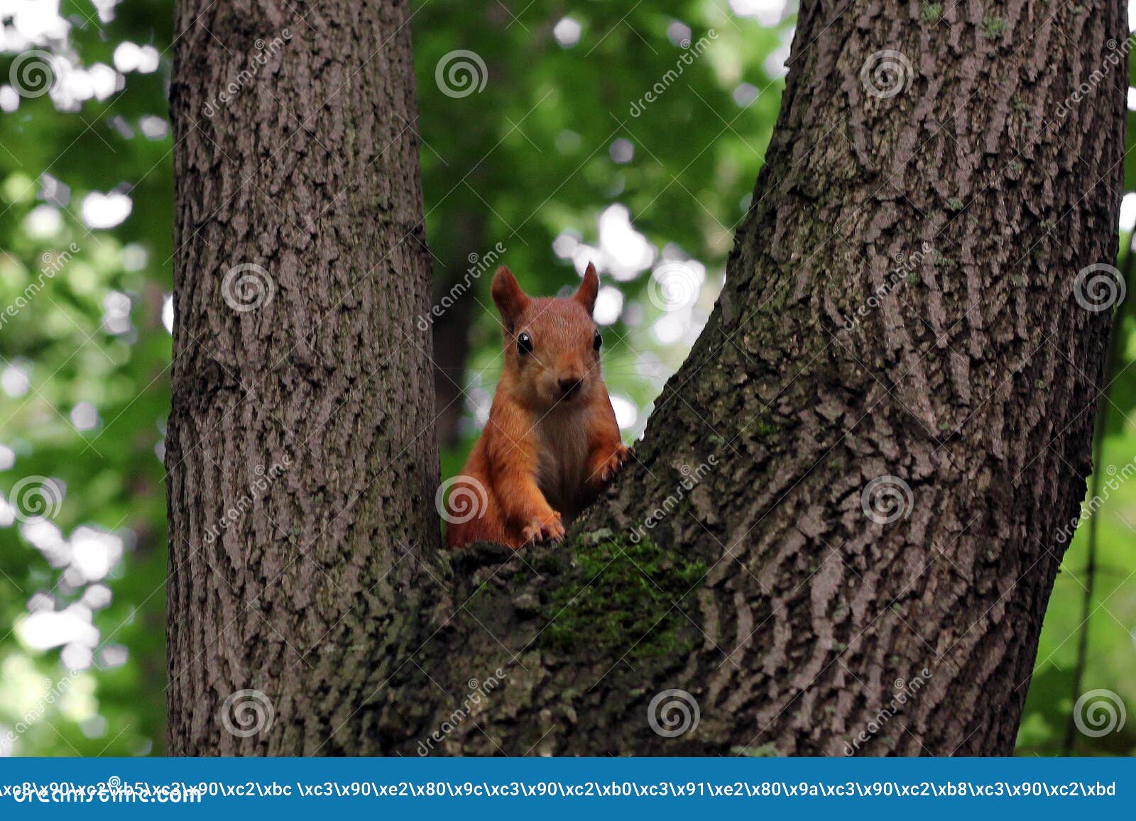 Ginger Squirrel on the Tree Stock Image - Image of animals, mammal ...