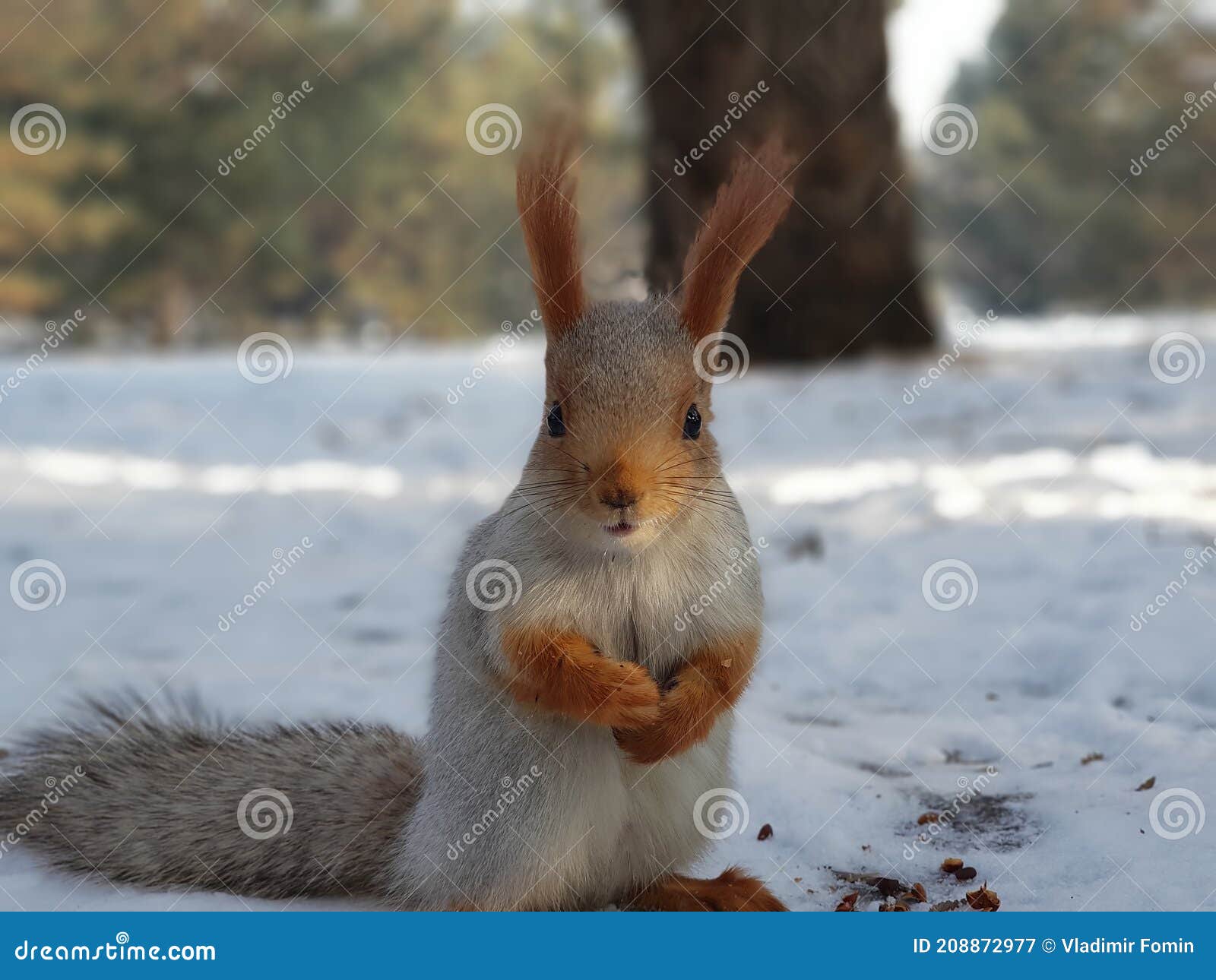 Ginger squirrel. stock image. Image of squirrel, nature - 208872977