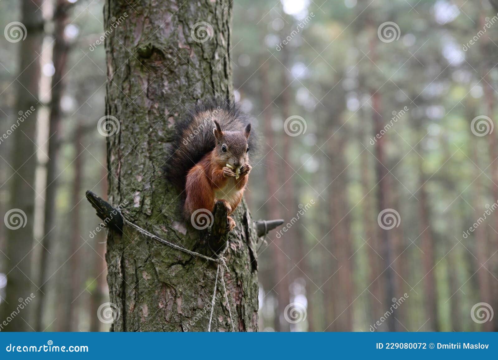 A Ginger Squirrel with a Fluffy Tail Sits on a Broken Knot in a Tree ...