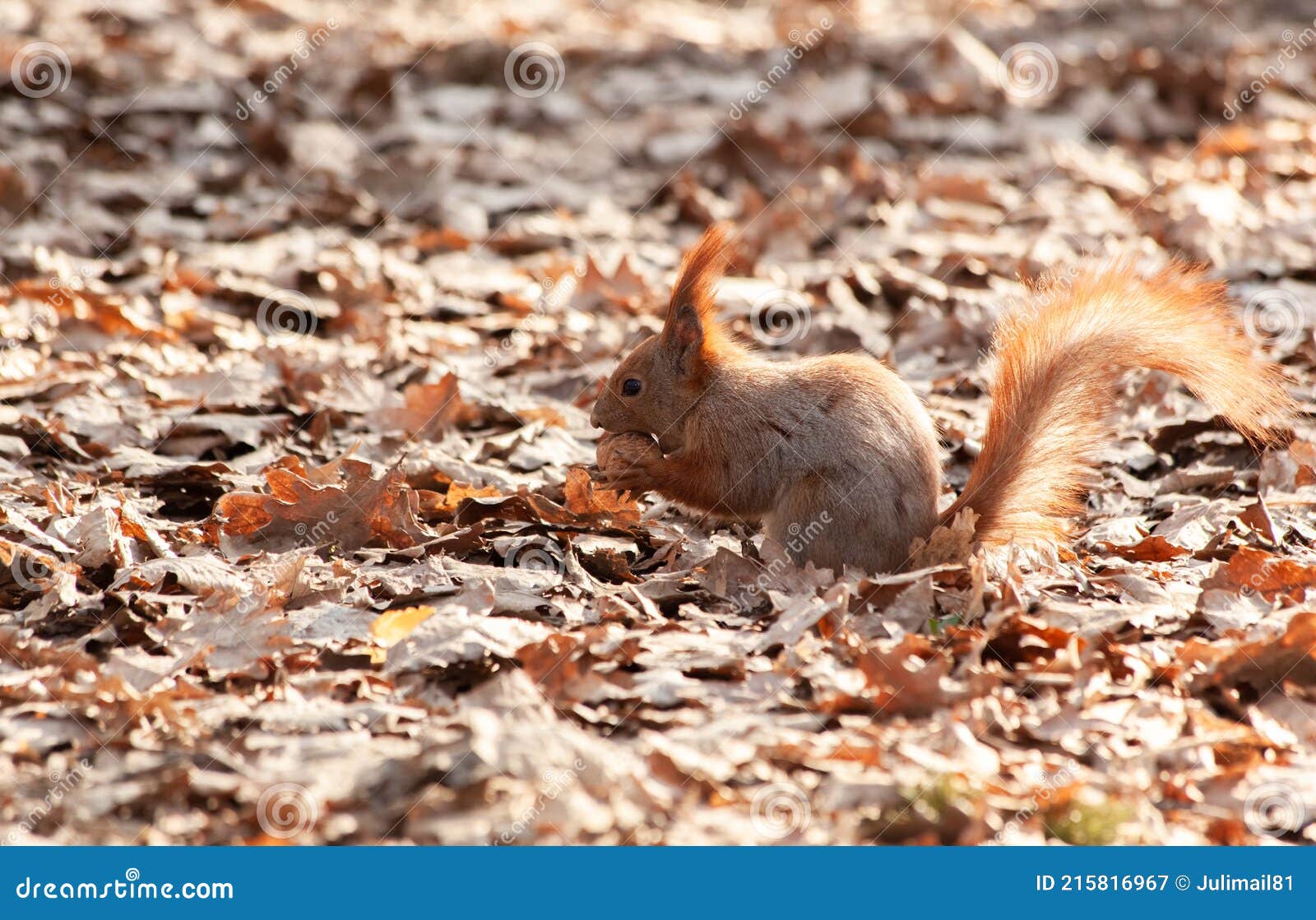 The Ginger Squirrel Sits On Its Hind Legs In The Feeder, Pressing The ...