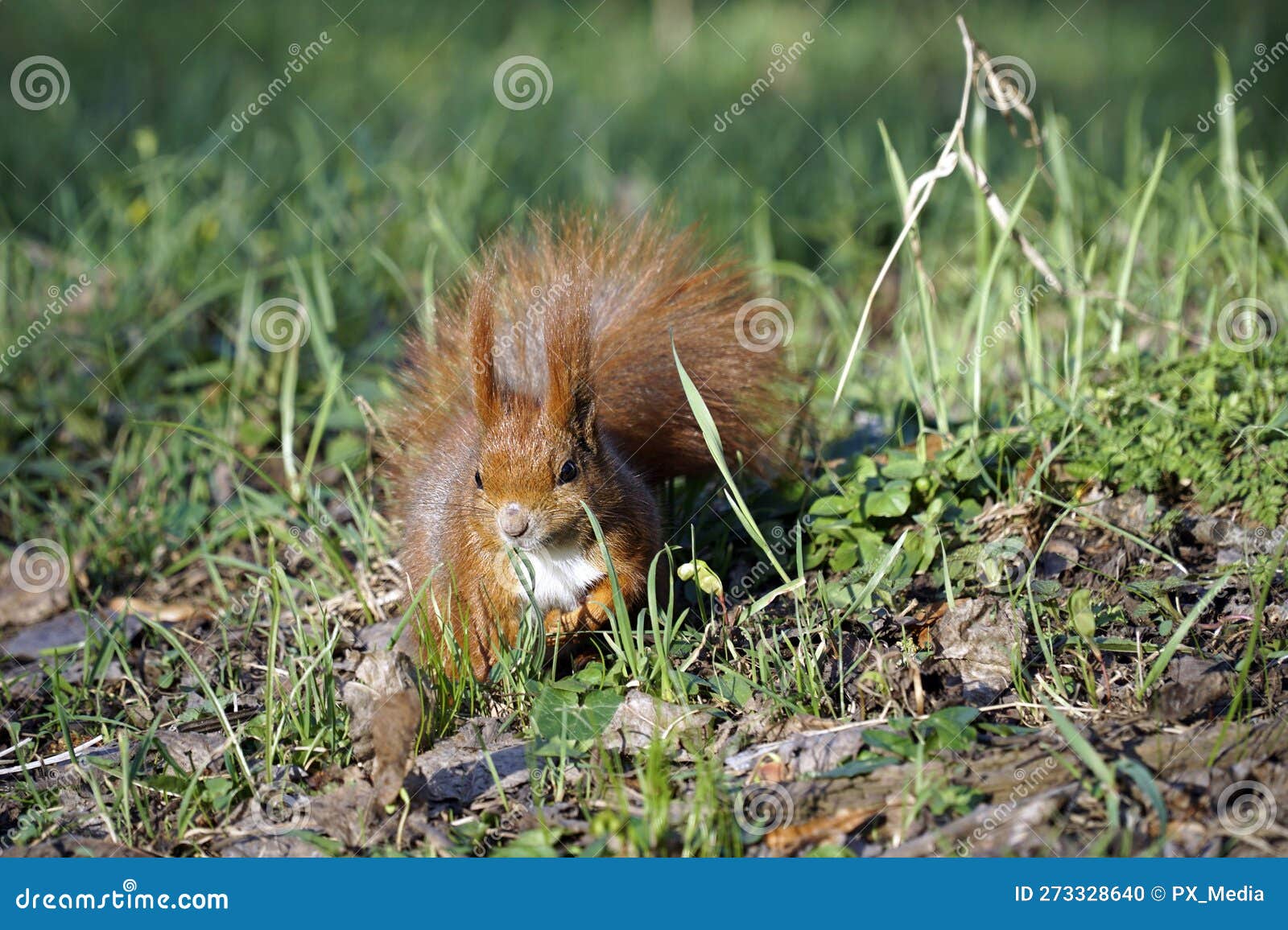 Ginger Squirrel on Grass in Park Stock Photo - Image of grass, ginger ...