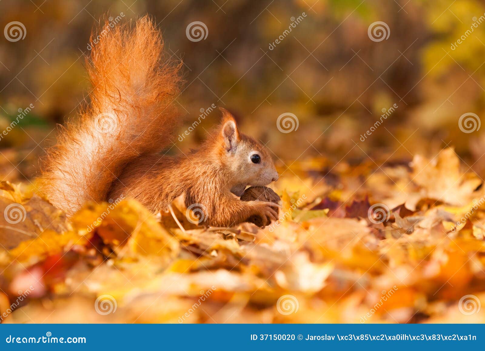 Ginger squirrel with nut stock photo. Image of cute, little - 37150020
