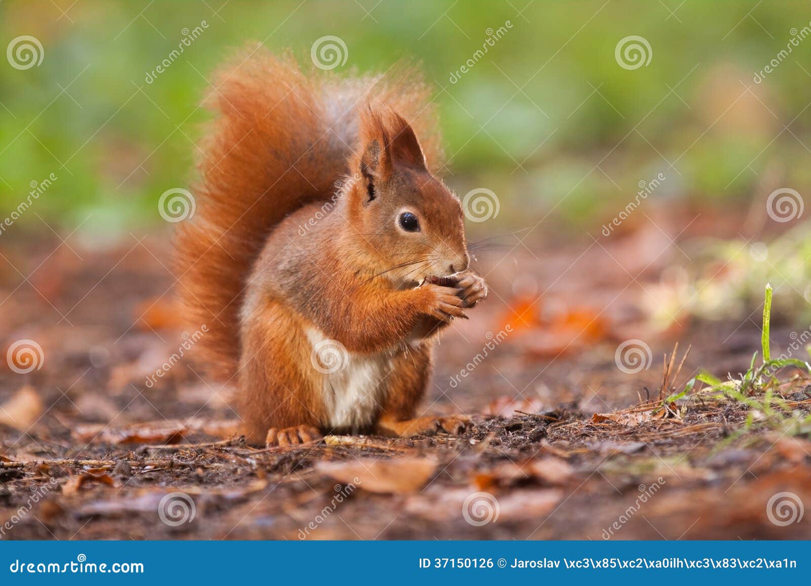 Ginger Squirrel with Nut in Mlada Boleslav Stock Photo - Image of ...