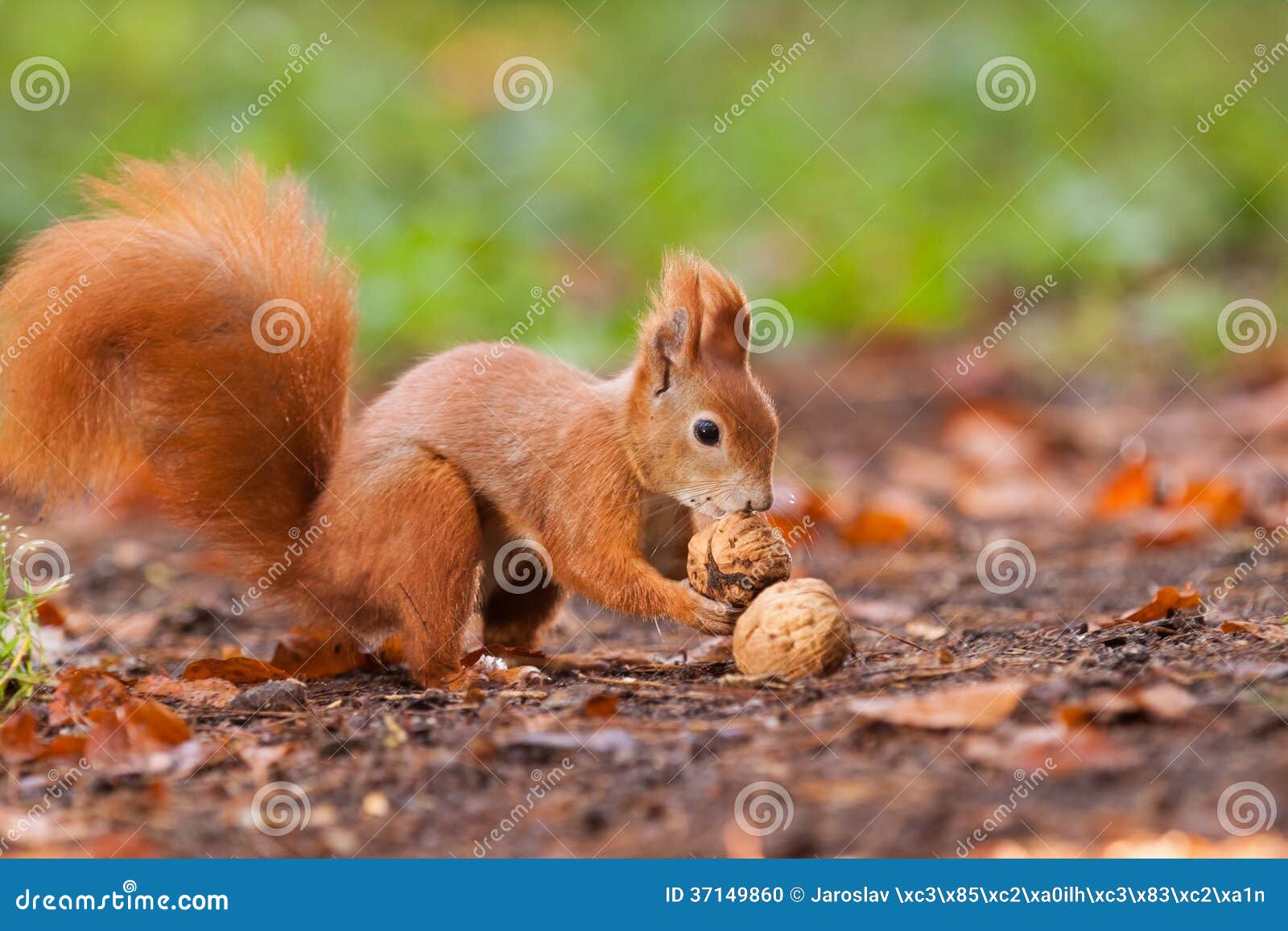Ginger Squirrel Stands On Its Hind Legs In A Ray Of Sunlight Stock ...