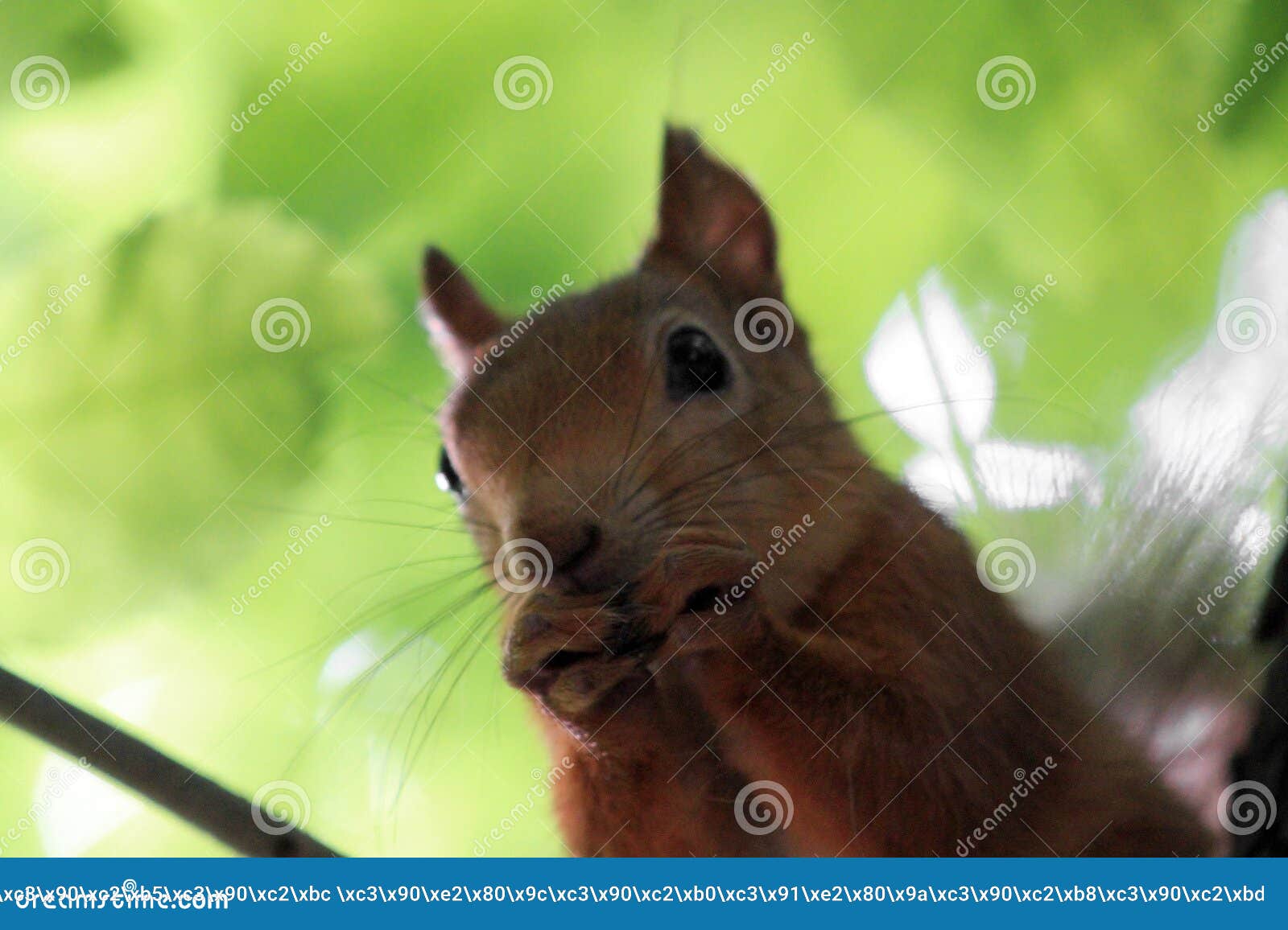 Ginger Squirrel on the Tree Stock Image - Image of tail, animals: 240003575