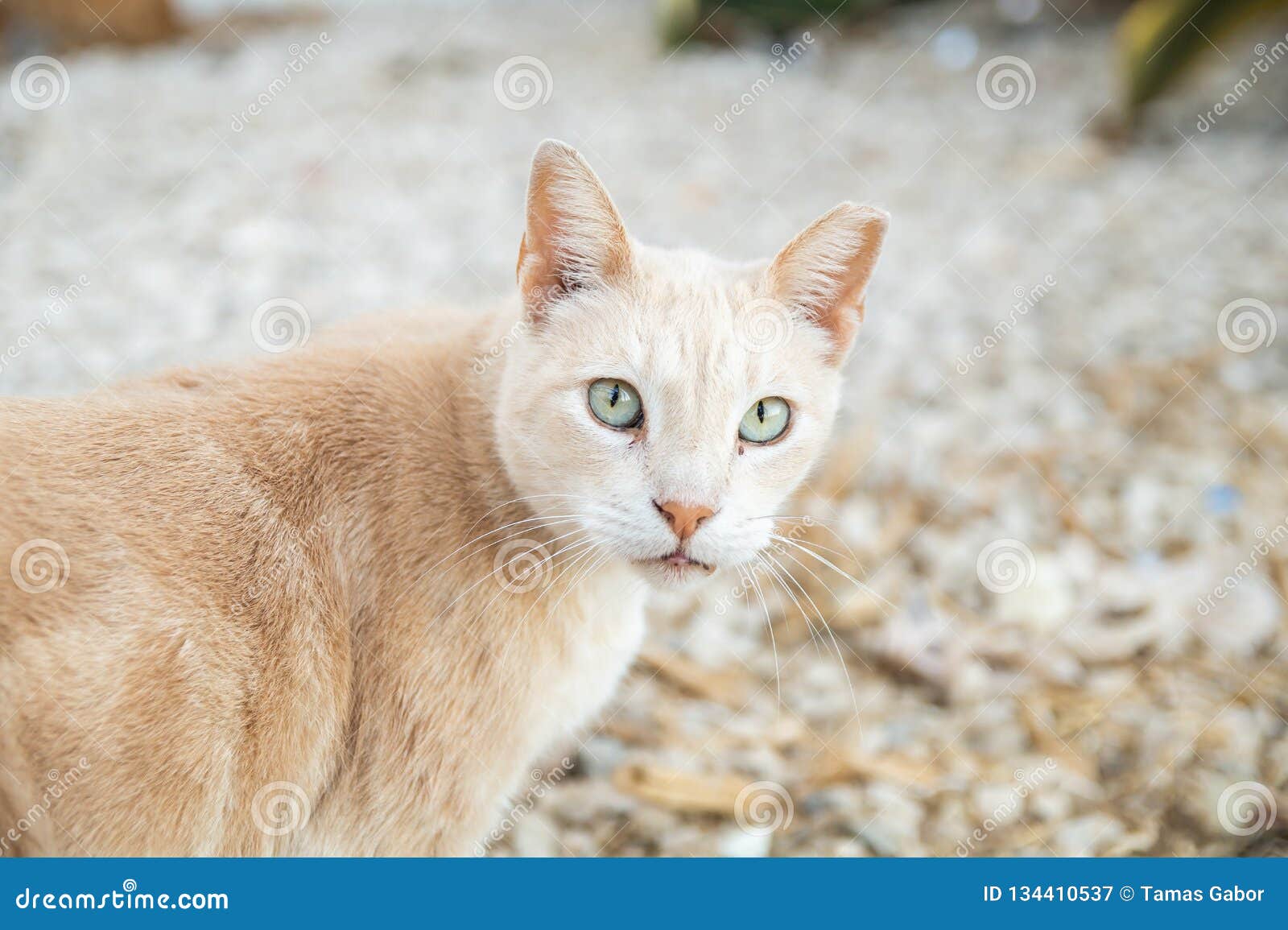 Ginger Stray Cat Close Up Looking At The Camera At The Cat Park